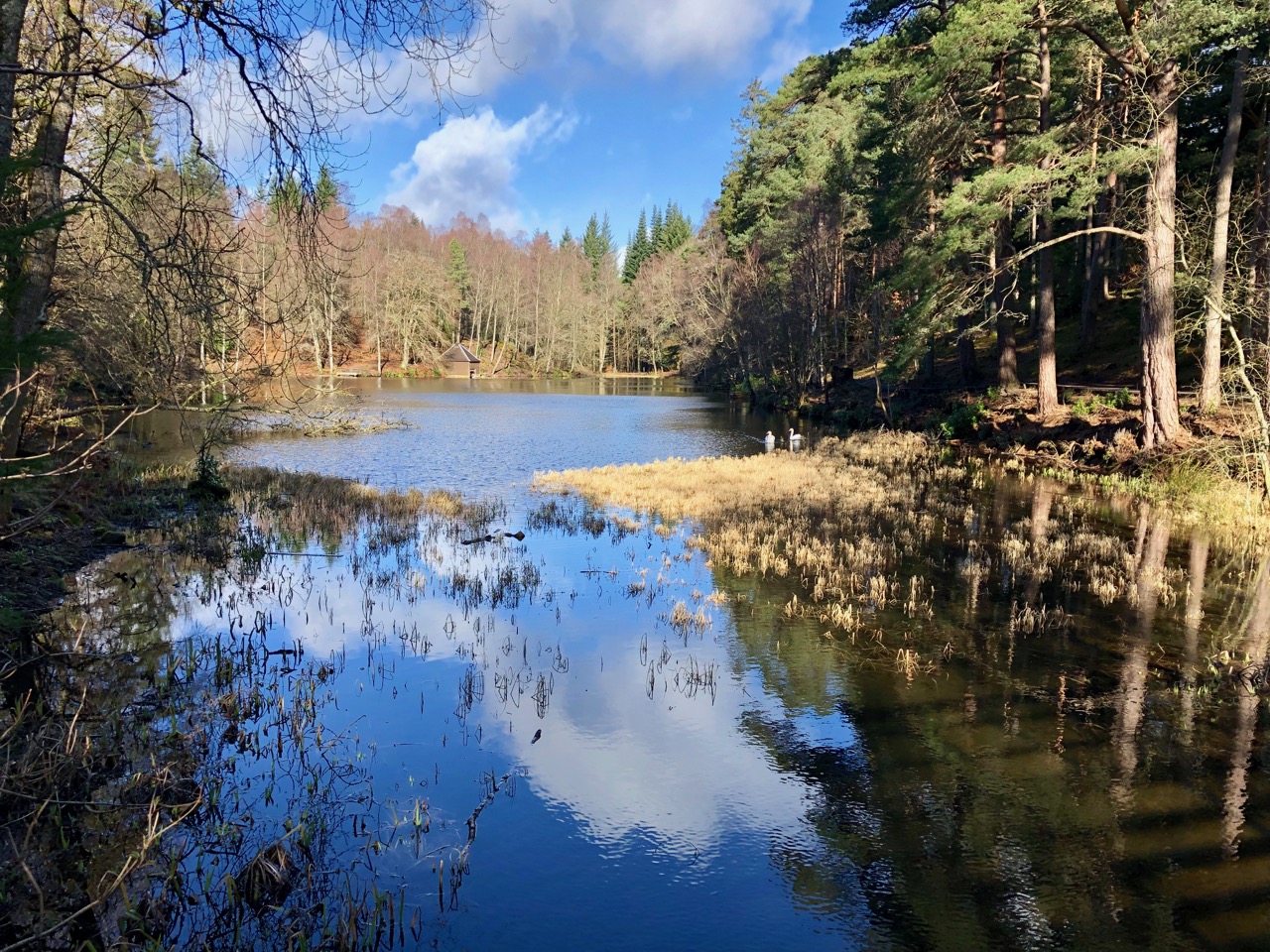 Pitlochry Loch Dunmore Swans – The Rambling Scot